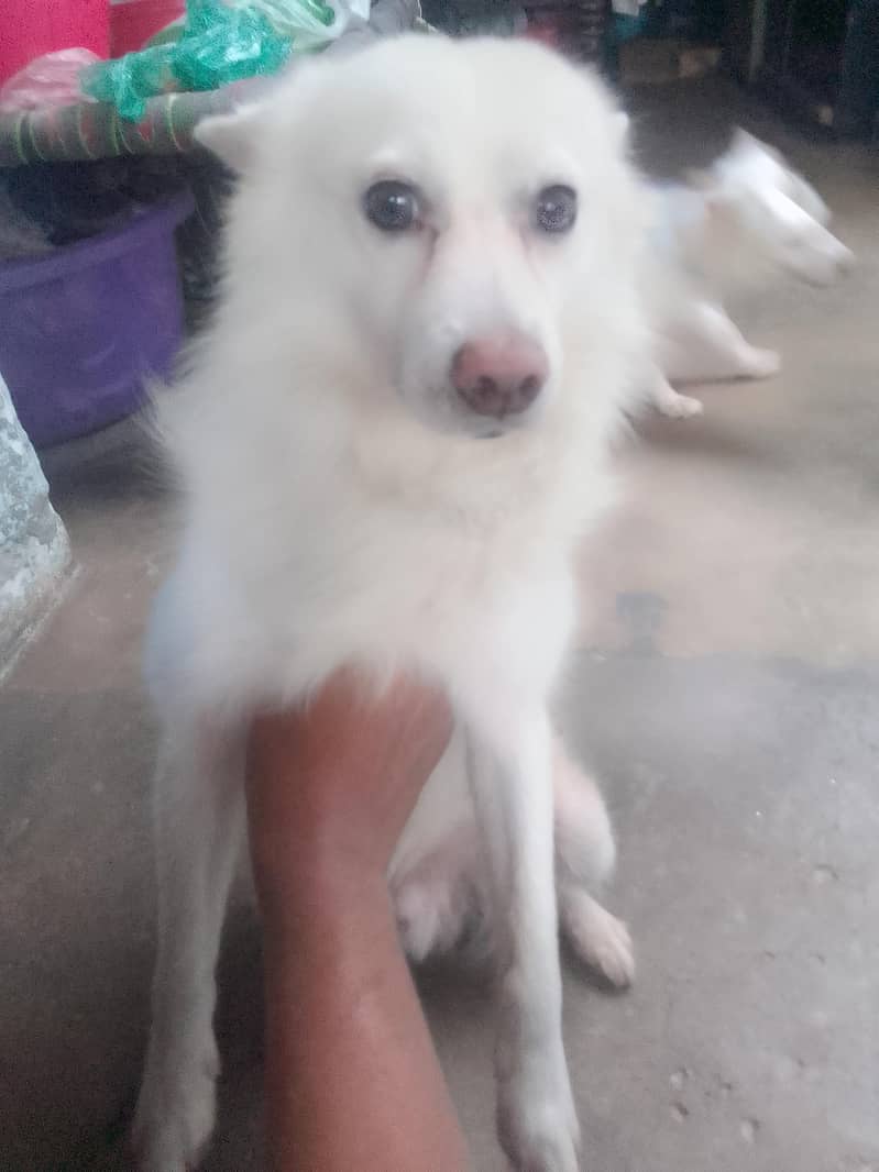Russian male dog - Dogs - 1115798535
