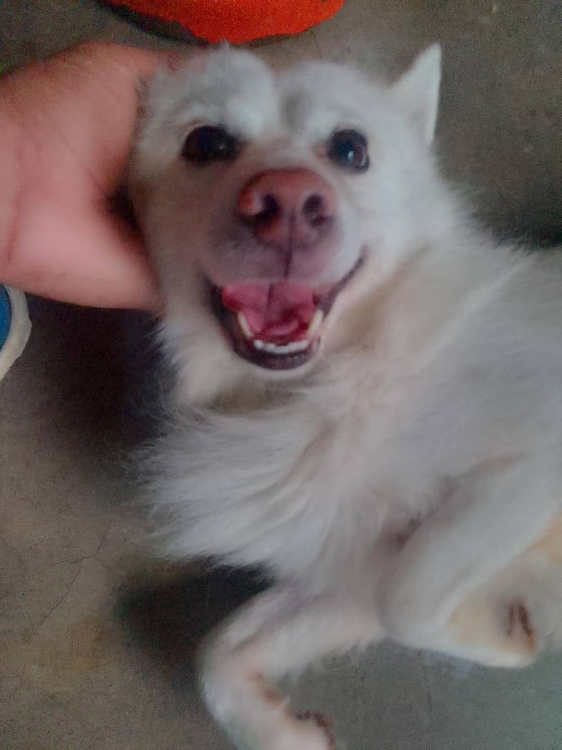 Russian male dog - Dogs - 1115798535