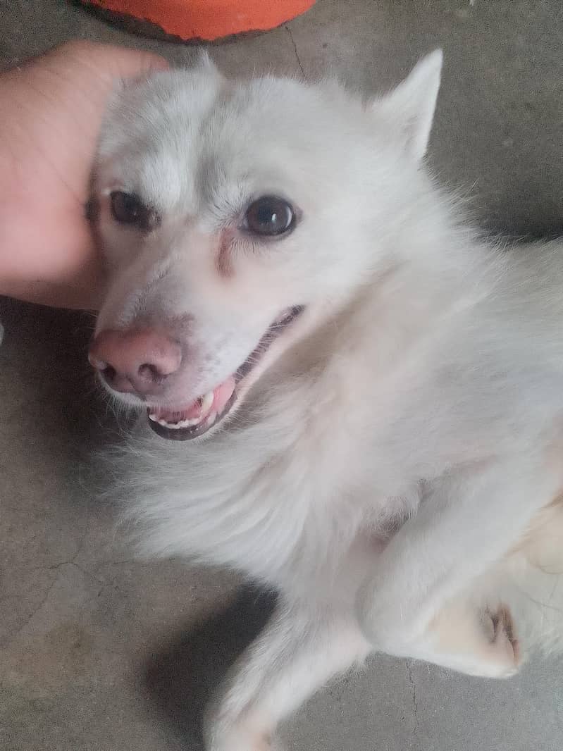 Russian male dog - Dogs - 1115798535
