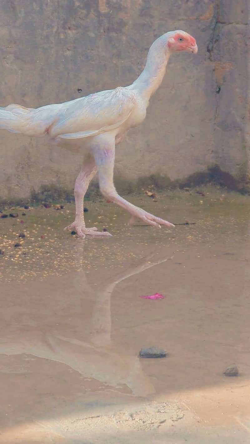 parrot beak female 6 months phatti long tail avilable - Hens - 1115514004