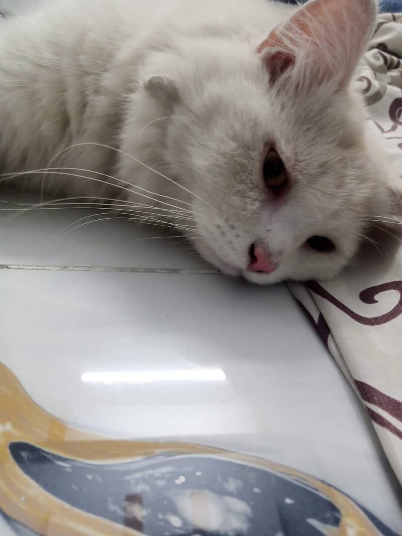 persian cat cutie white - Cats - 1115800398