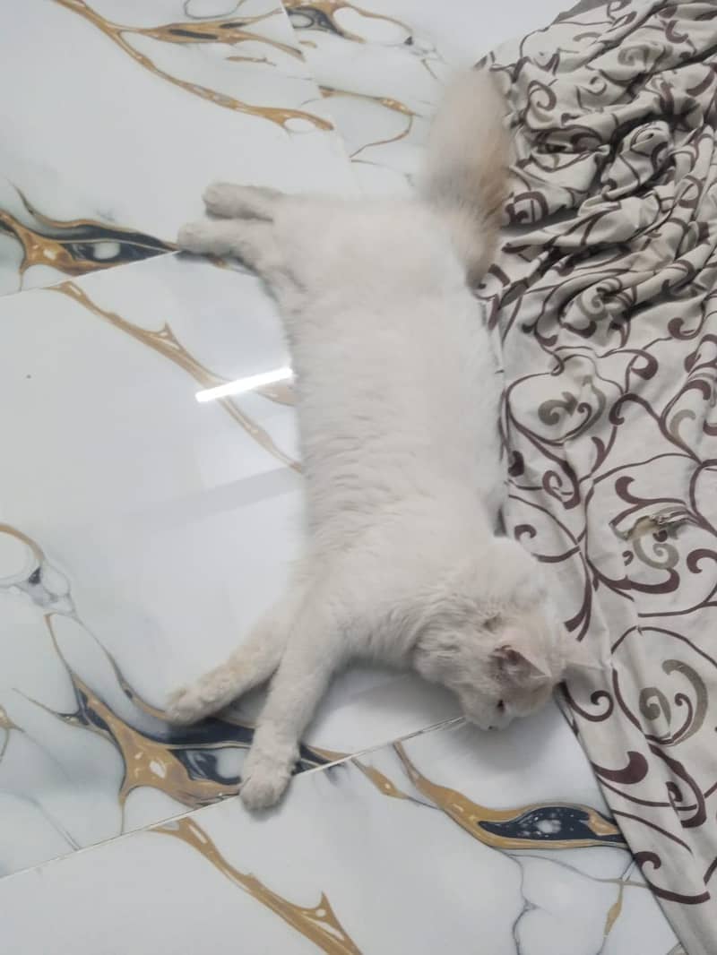 persian cat cutie white - Cats - 1115800398