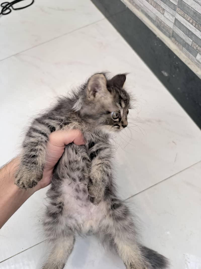 Persian Doll Face Triple Coated Kittens - Cats - 1115801452