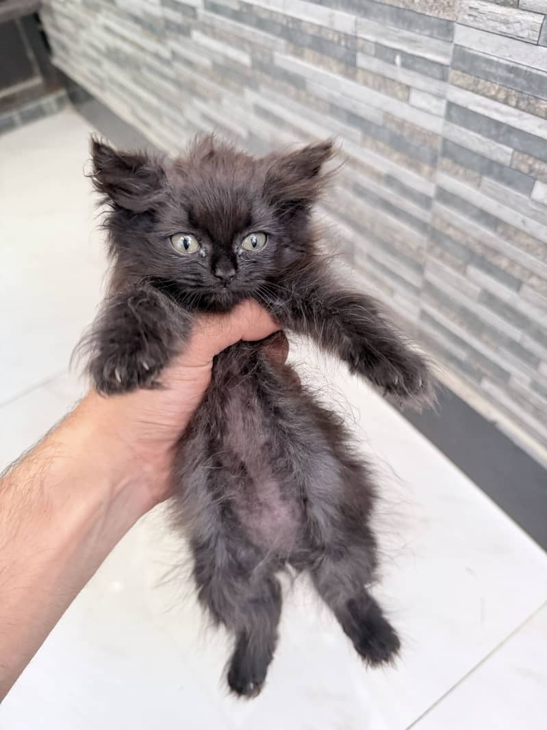 Persian Doll Face Triple Coated Kittens - Cats - 1115801452