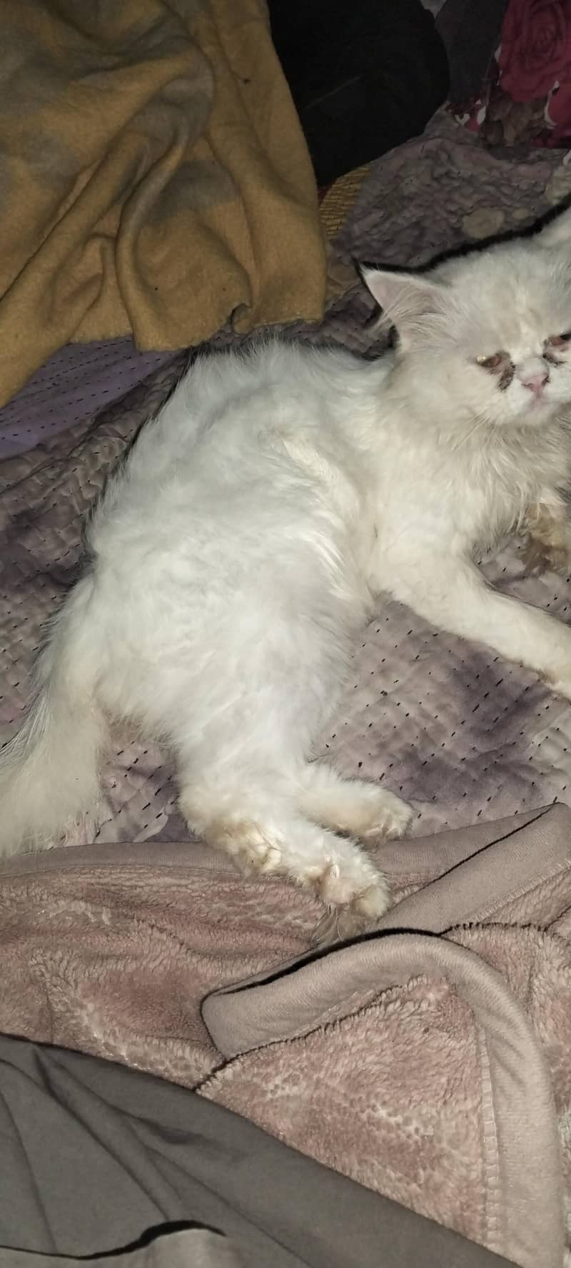 parsian cat - Cats - 1115802398