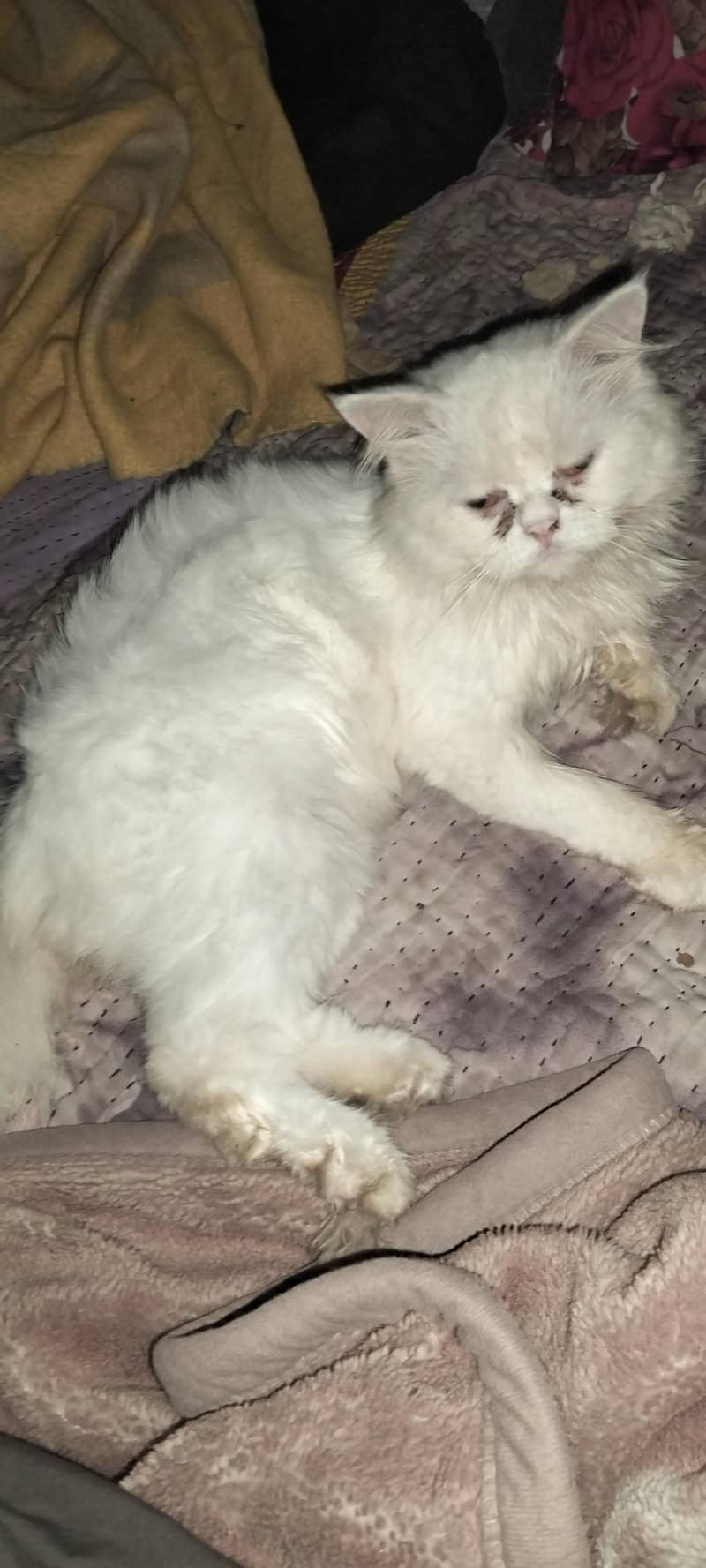 parsian cat - Cats - 1115802398