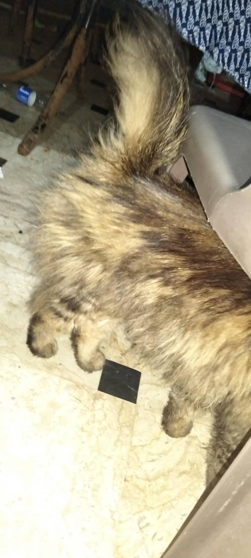 parsian cat - Cats - 1115802398