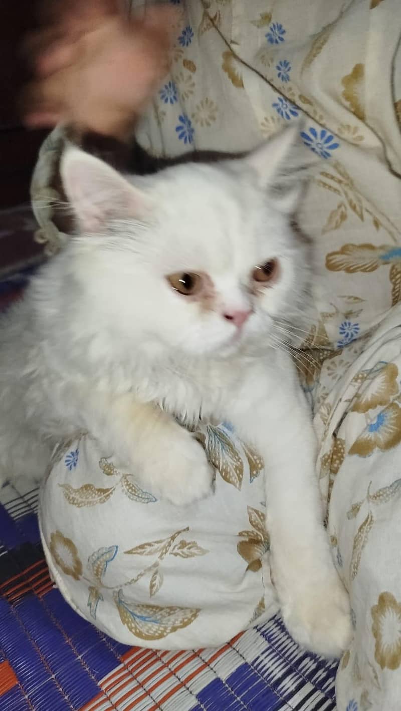 Triple coated Persian Male cat - Cats - 1115810160