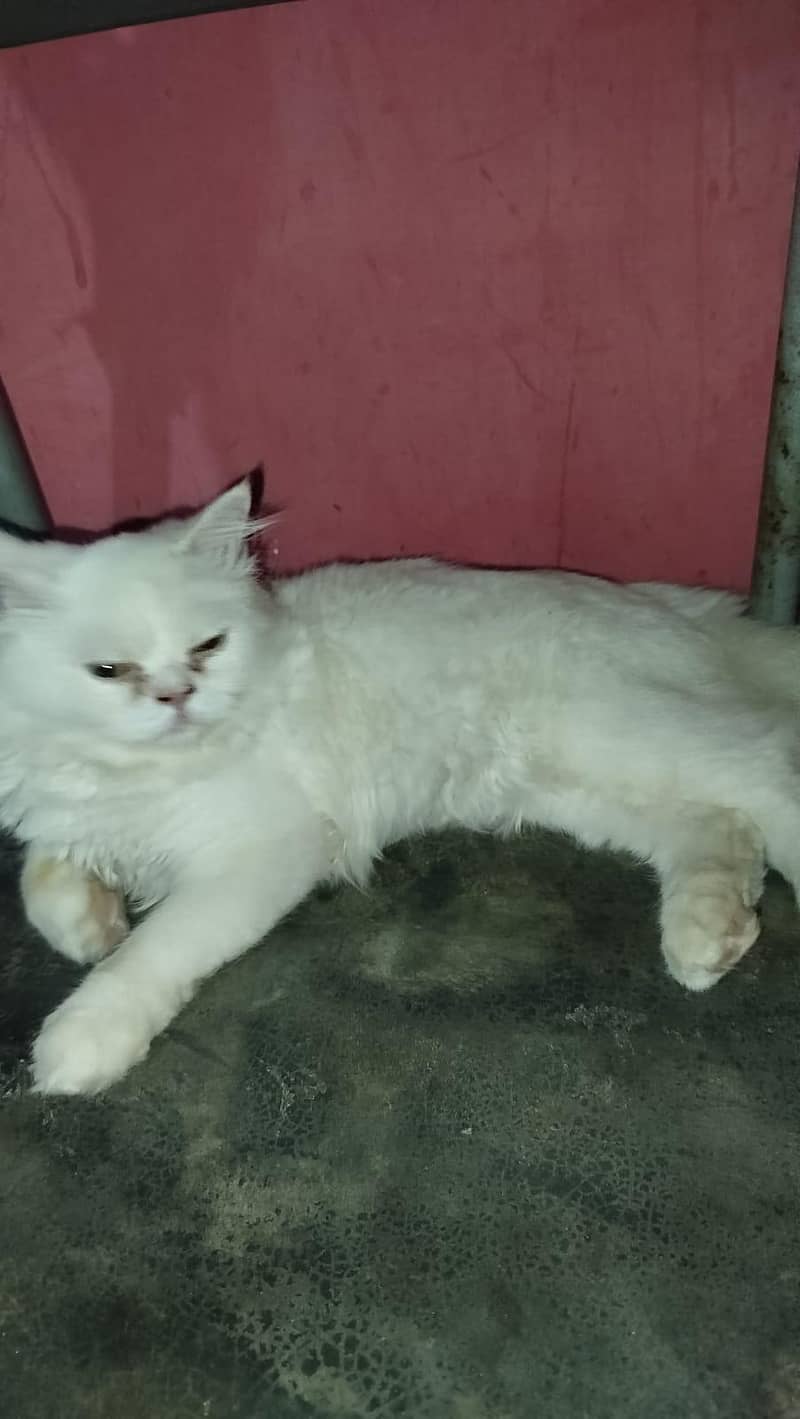 Triple coated Persian Male cat - Cats - 1115810160