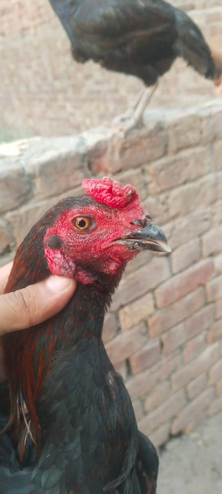 pure thi patha guaranteed - Hens - 1115815184