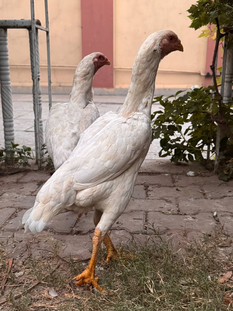 2 Female Shamu - Hens - 1115816813