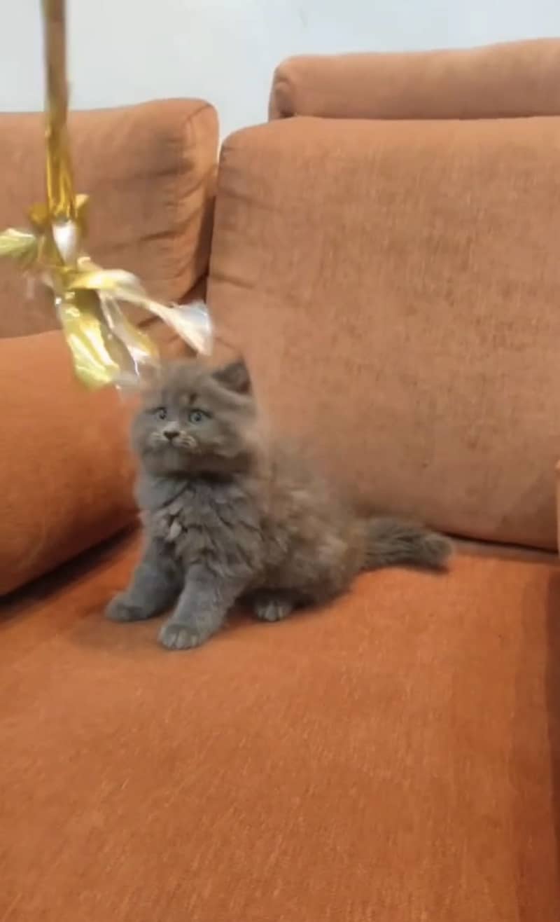 Quality Persian Punchface cat & kitten. moreWhatsApp 03311142765 - Cats ...