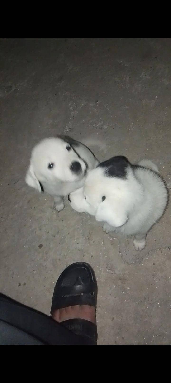 Russian puppy triple coat - Dogs - 1115819119
