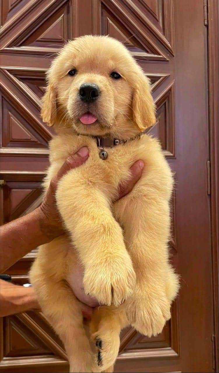 Golden retriever puppy - Dogs - 1115819311