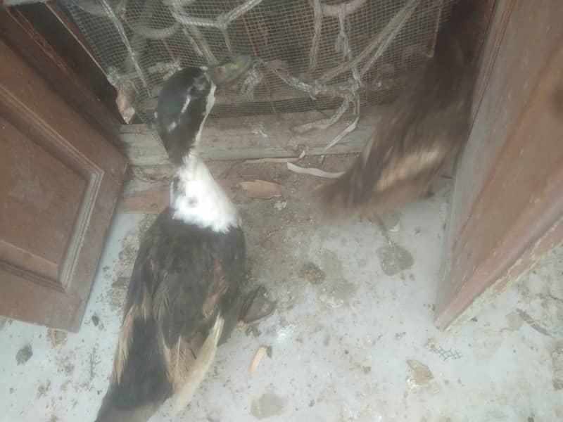 duck pair in reasonable price - Ducks - 1115822264