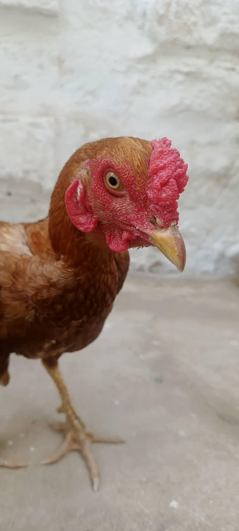 Mugha for sell - Hens - 1115825452
