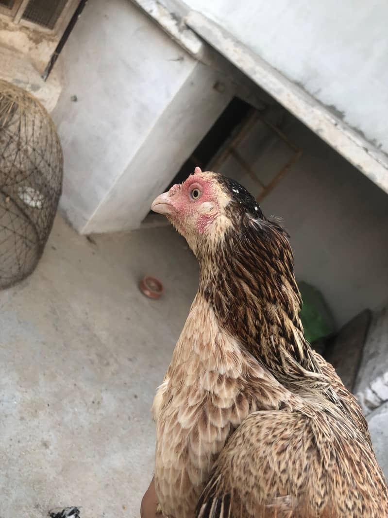 aseel high quality murgiyan - Hens - 1115829842