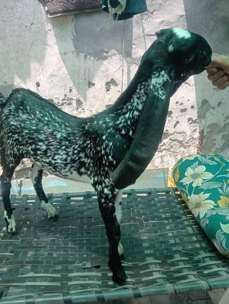 top quality makkhi China bacha - Goats - 1115829930