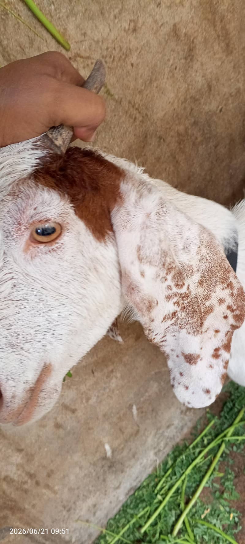 2 Dant Bakri - Goats - 1115842707