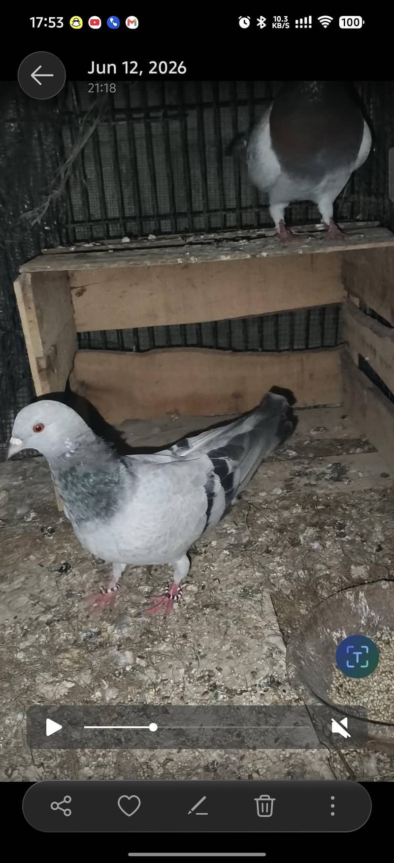 Chitta lalban chitti jaglan - Pigeons - 1115842930