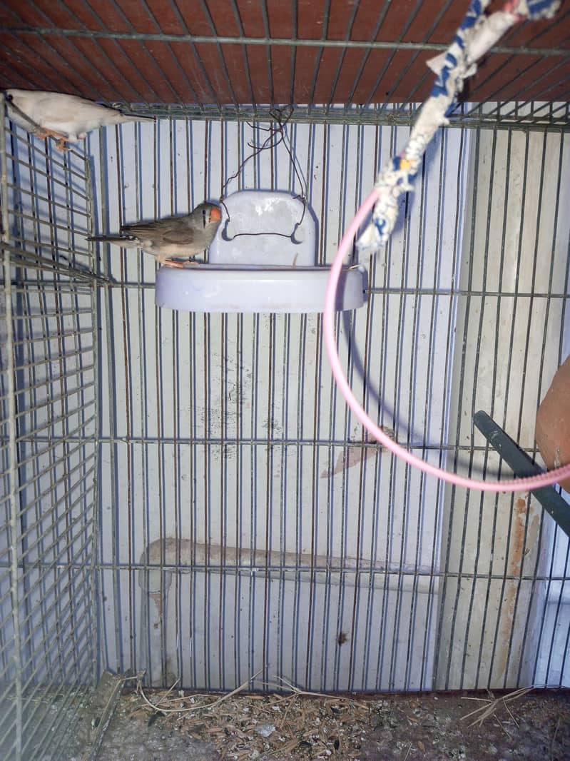 zebra Finch - Finches - 1115847051