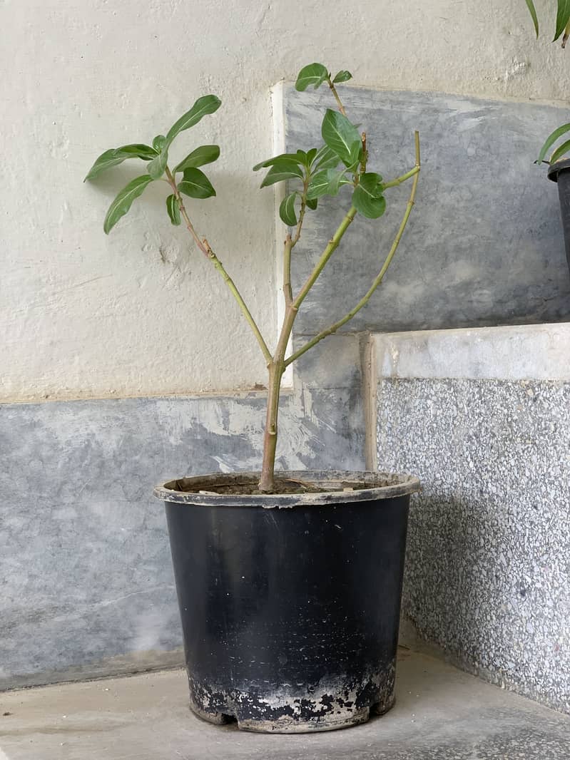 Elegant Muscadine Plants For Sale Gallery