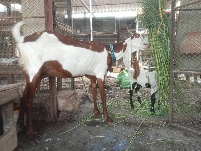 Beetal/kamori cross goat with 2 month male - Goats - 1115850131