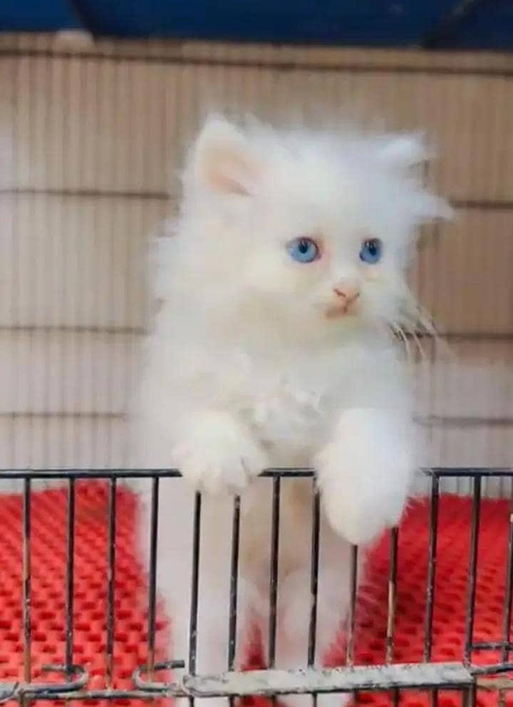 (Persian female kitten) (for sale all) (Pakistan delivery available ...