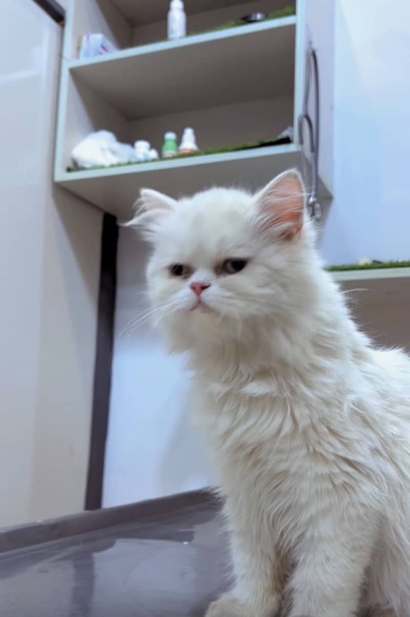 Female blue eye punch face kitten - Cats - 1115854068