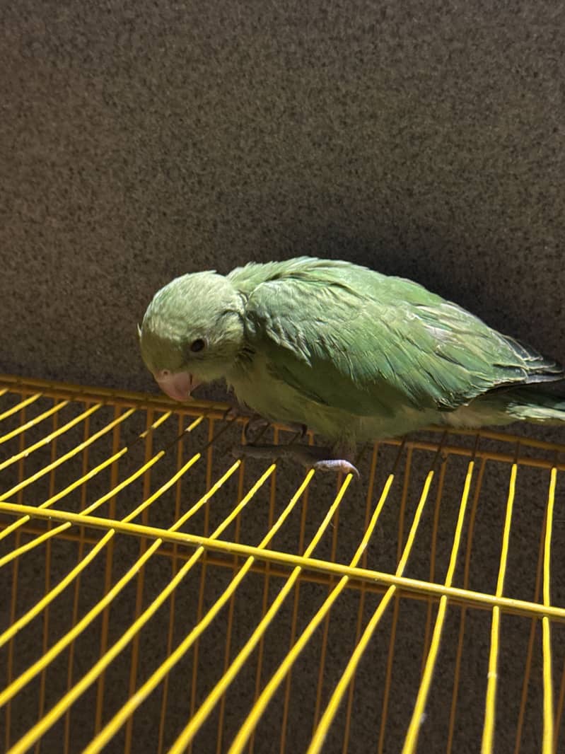 Green Parrot - Parrots - 1115854069