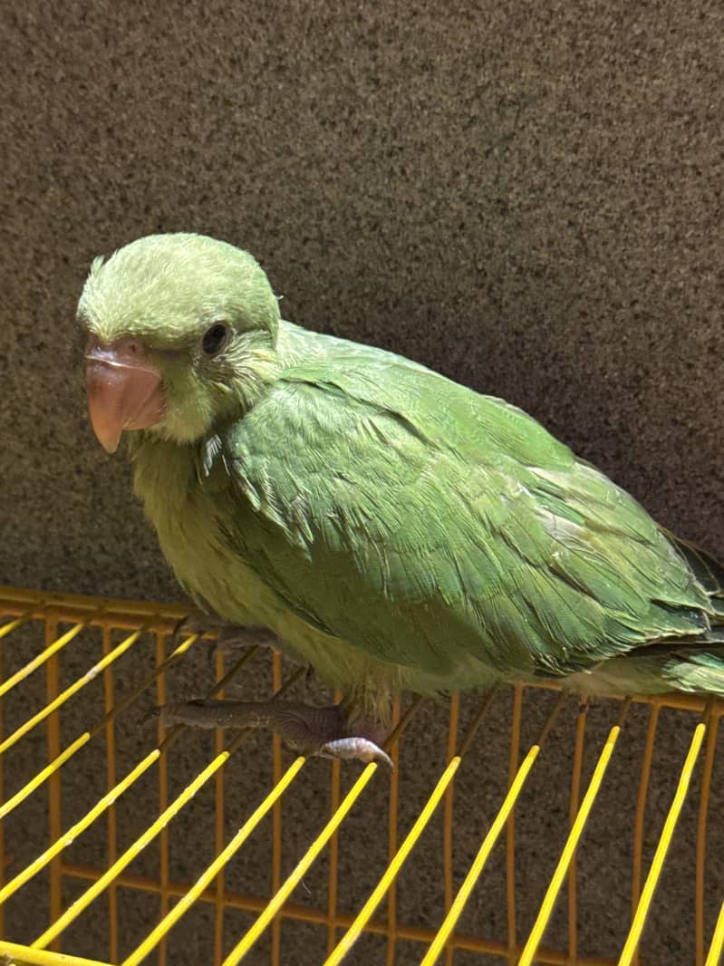 Green Parrot - Parrots - 1115854069