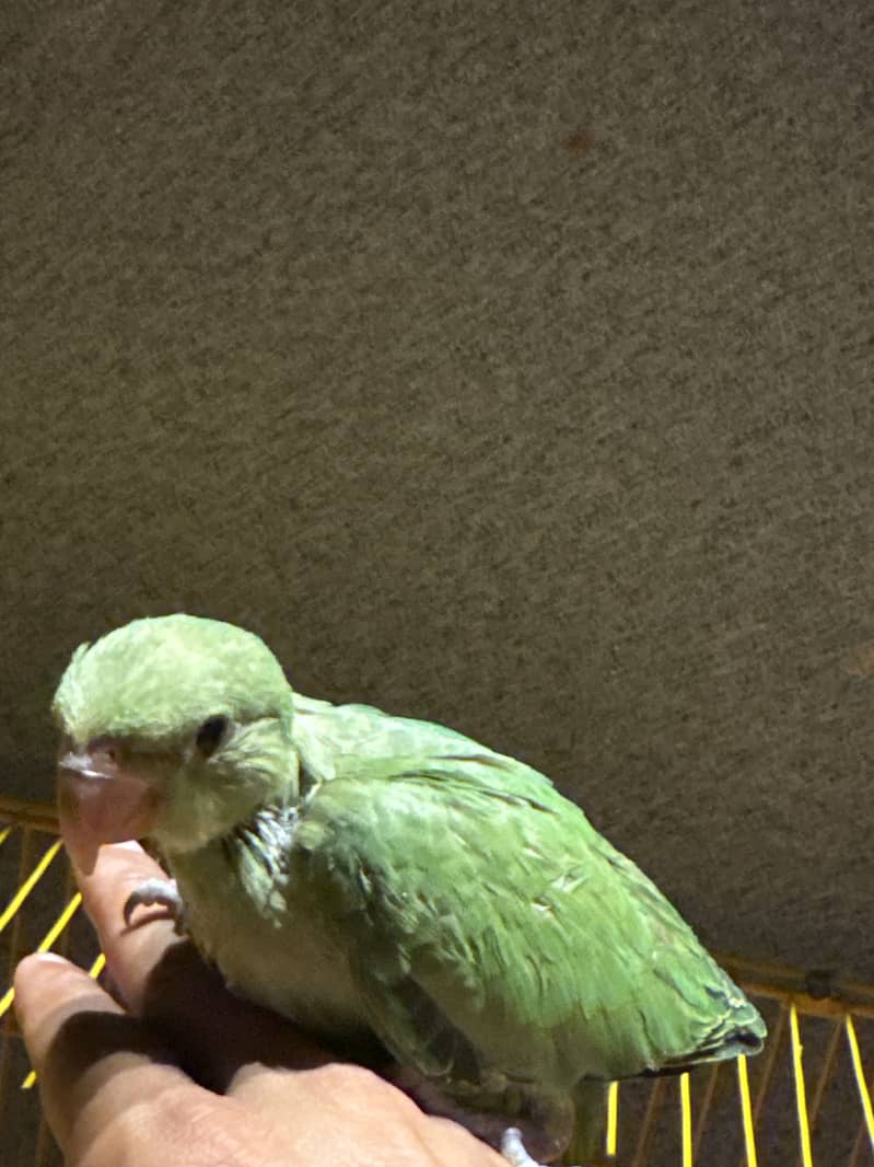 Green Parrot - Parrots - 1115854069