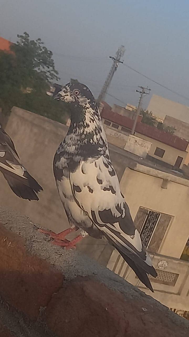 4 pigeons - Pigeons - 1115854126