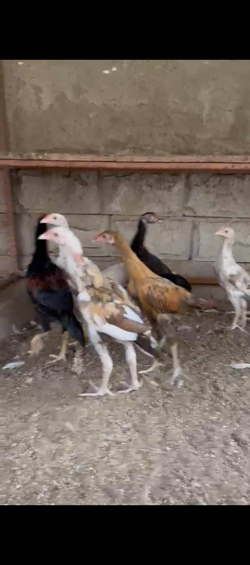 heera pair or heera cross chicks - Hens - 1115854979