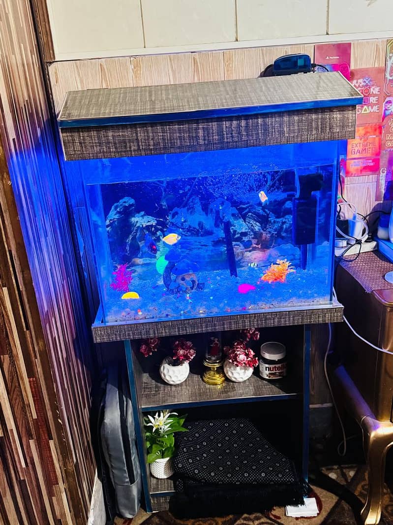 fish Aquarium available with beautiful fishes - Fish - 1115859027