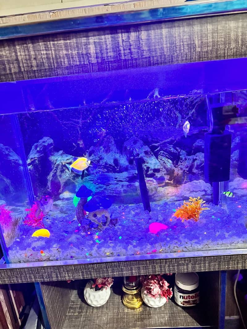 fish Aquarium available with beautiful fishes - Fish - 1115859027