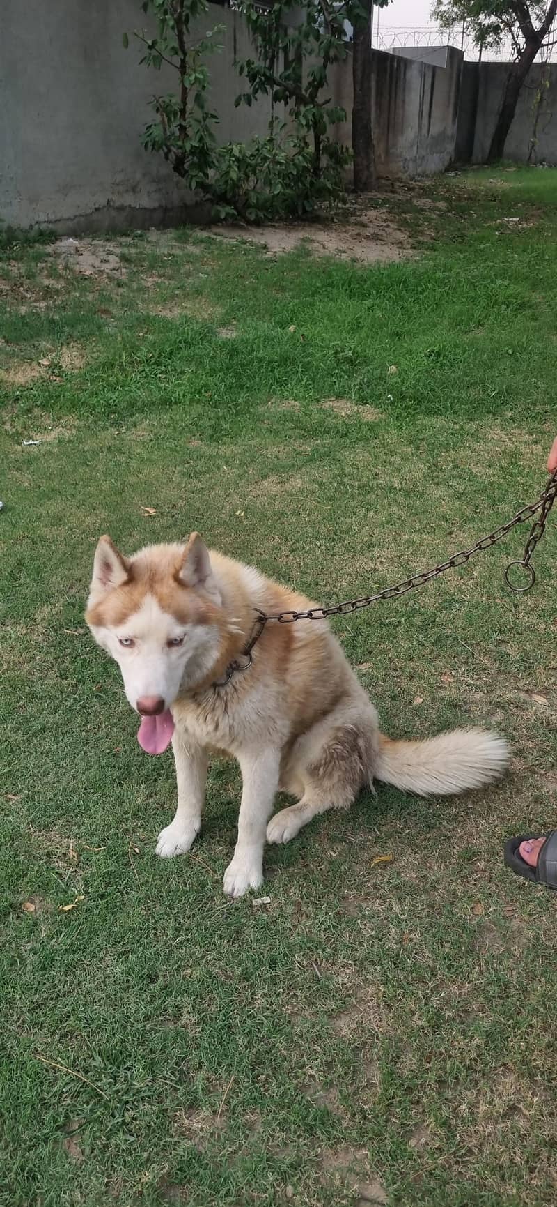 siberian husky blue eyes white brown colour - Dogs - 1115860736