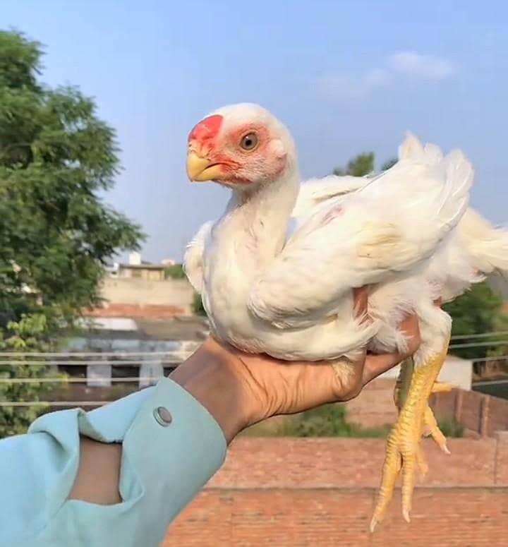 parrot beak long tail for sale - Hens - 1115860752
