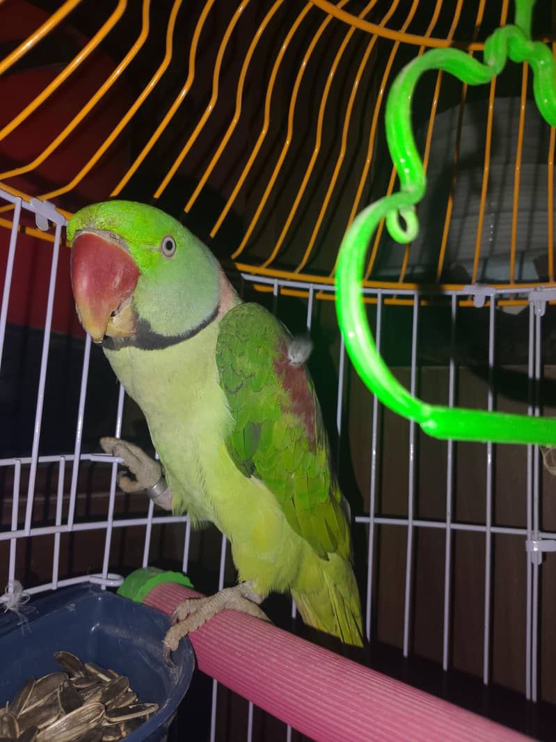 kashmiri ram parrot - Parrots - 1115863057