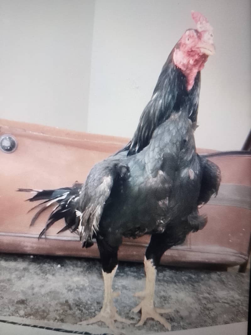 Khalis mushka for sale - Hens - 1115863130
