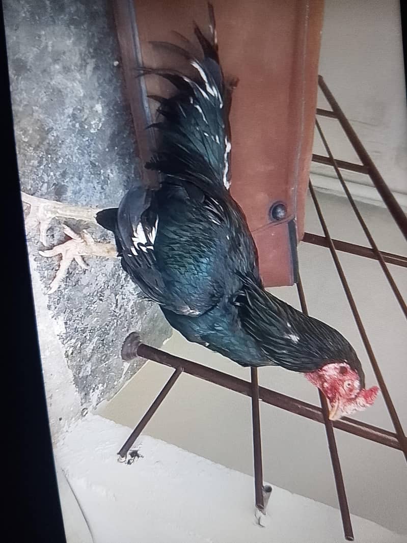 Khalis mushka for sale - Hens - 1115863130