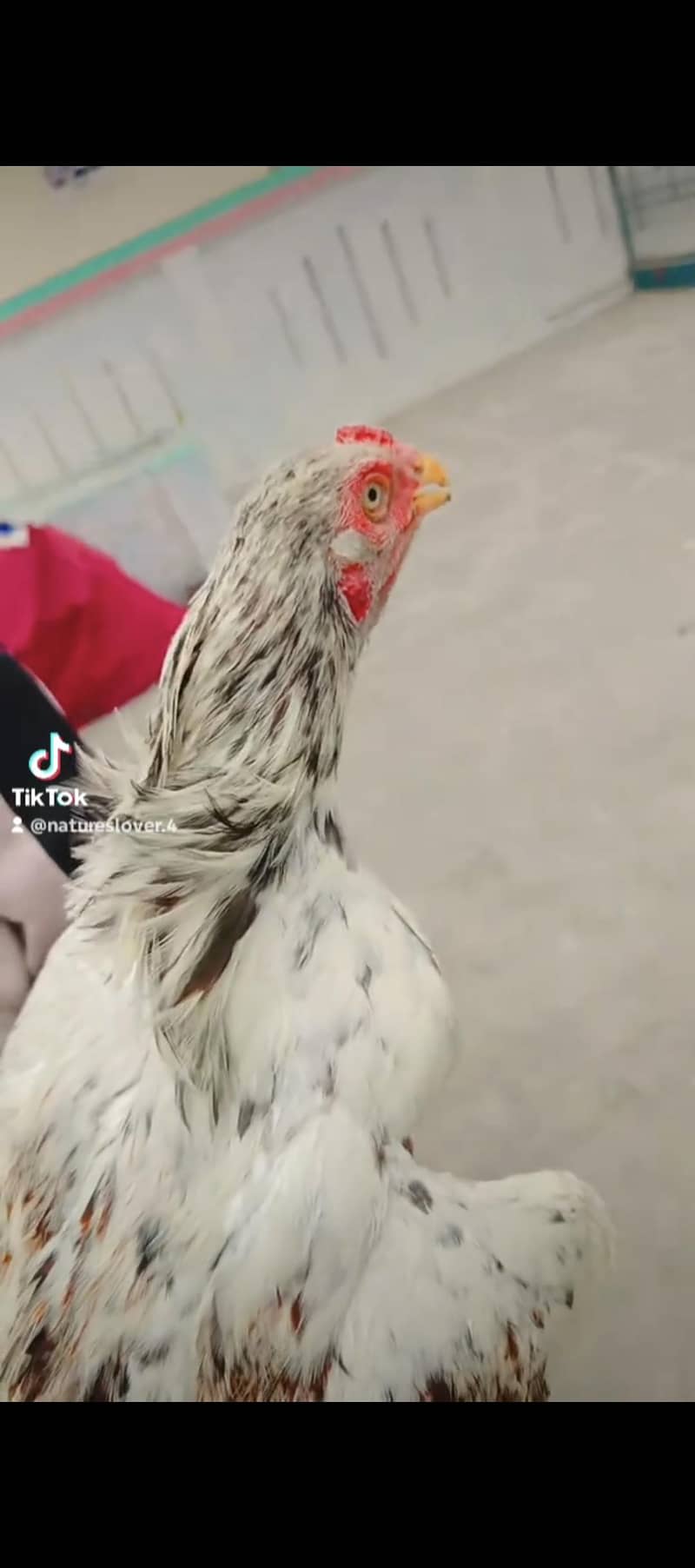 Amroha cross Aseel pthaa for sale, Location sangla hill. city' - Hens ...