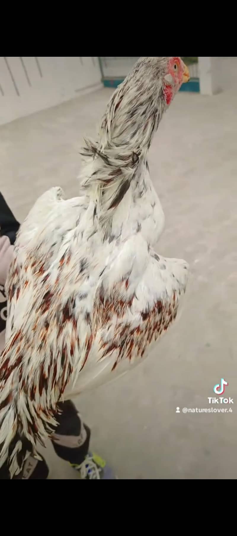 Amroha cross Aseel pthaa for sale, Location sangla hill. city' - Hens ...