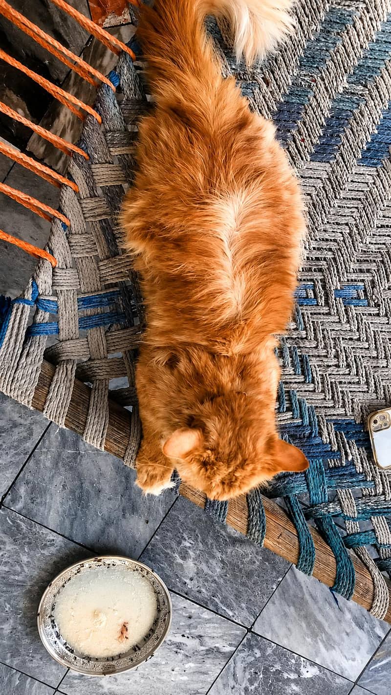 Beautiful Long Hair Persian Cat for Sale - Cats - 1115881723