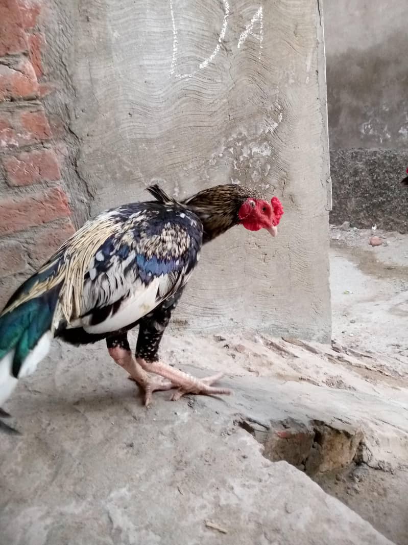 asli seel - Hens - 1115890854