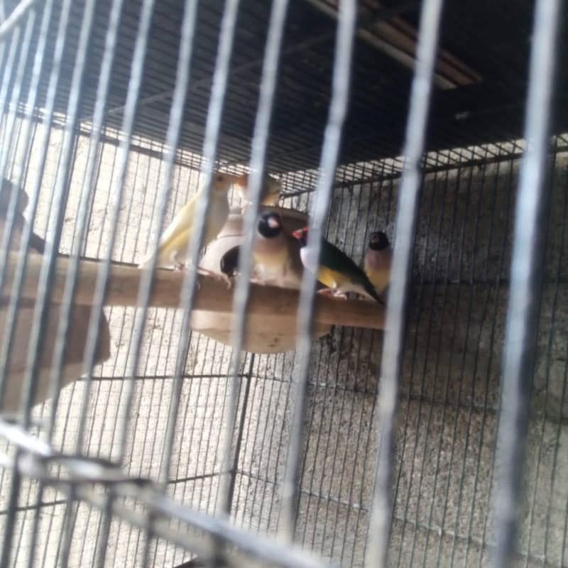 leady gouldien Finch Green back and yellow back - Finches - 1115893280