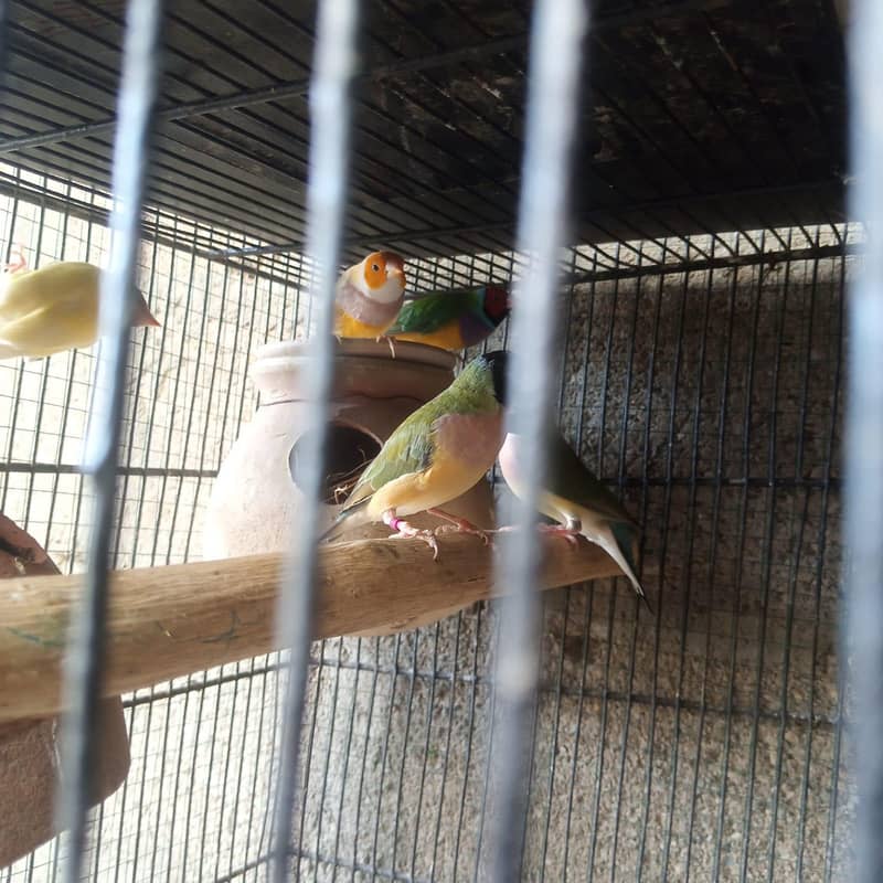 leady gouldien Finch Green back and yellow back - Finches - 1115893280