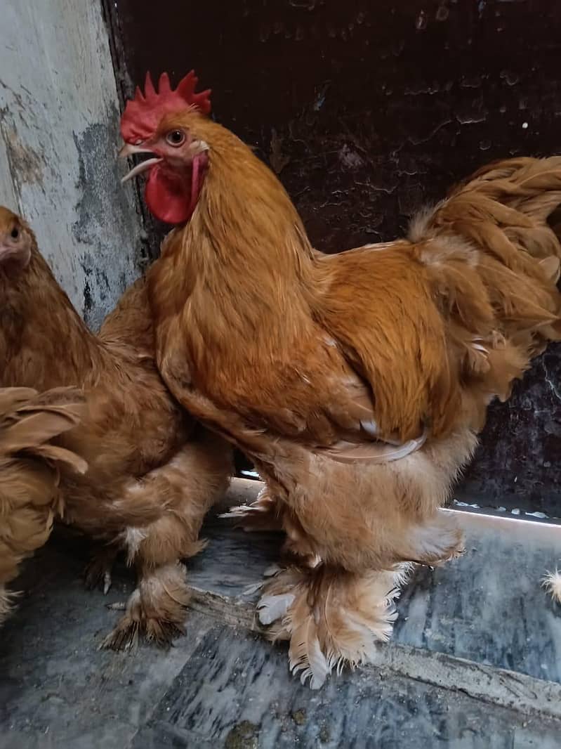 Golden buff - Hens - 1115894452
