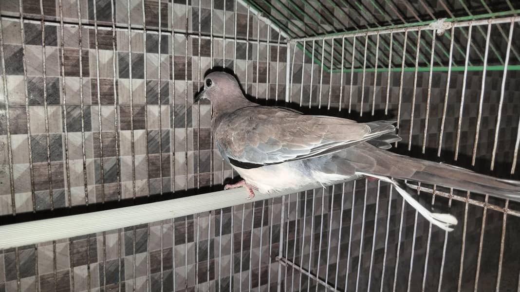 2 female wild Dove available - Pigeons - 1115895569