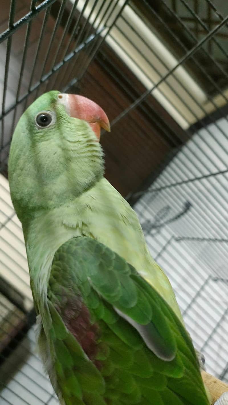 raw parrot female available fully hand tame and zero bite - Parrots ...